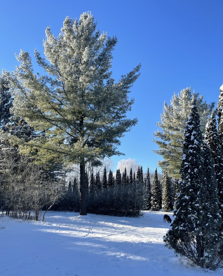 Hedgerow Winter Scene