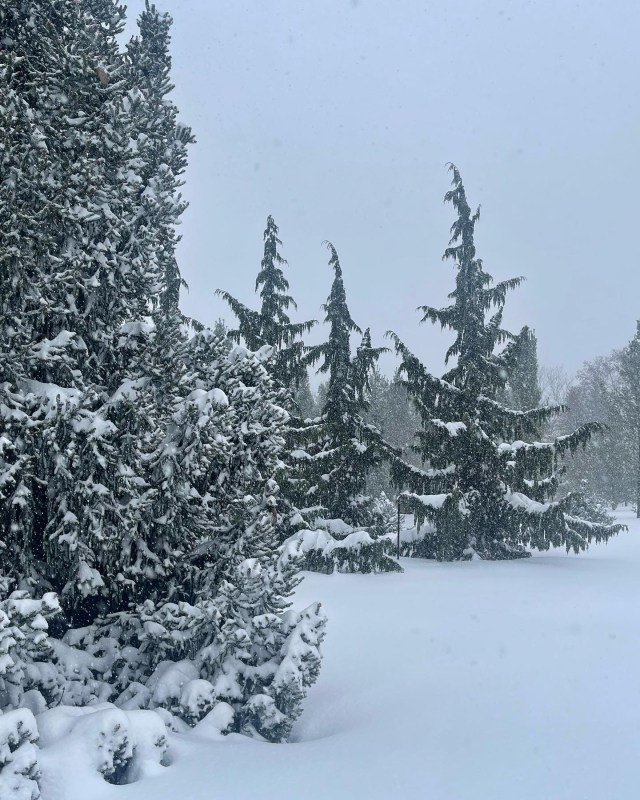 Tall grouping of Nootkas