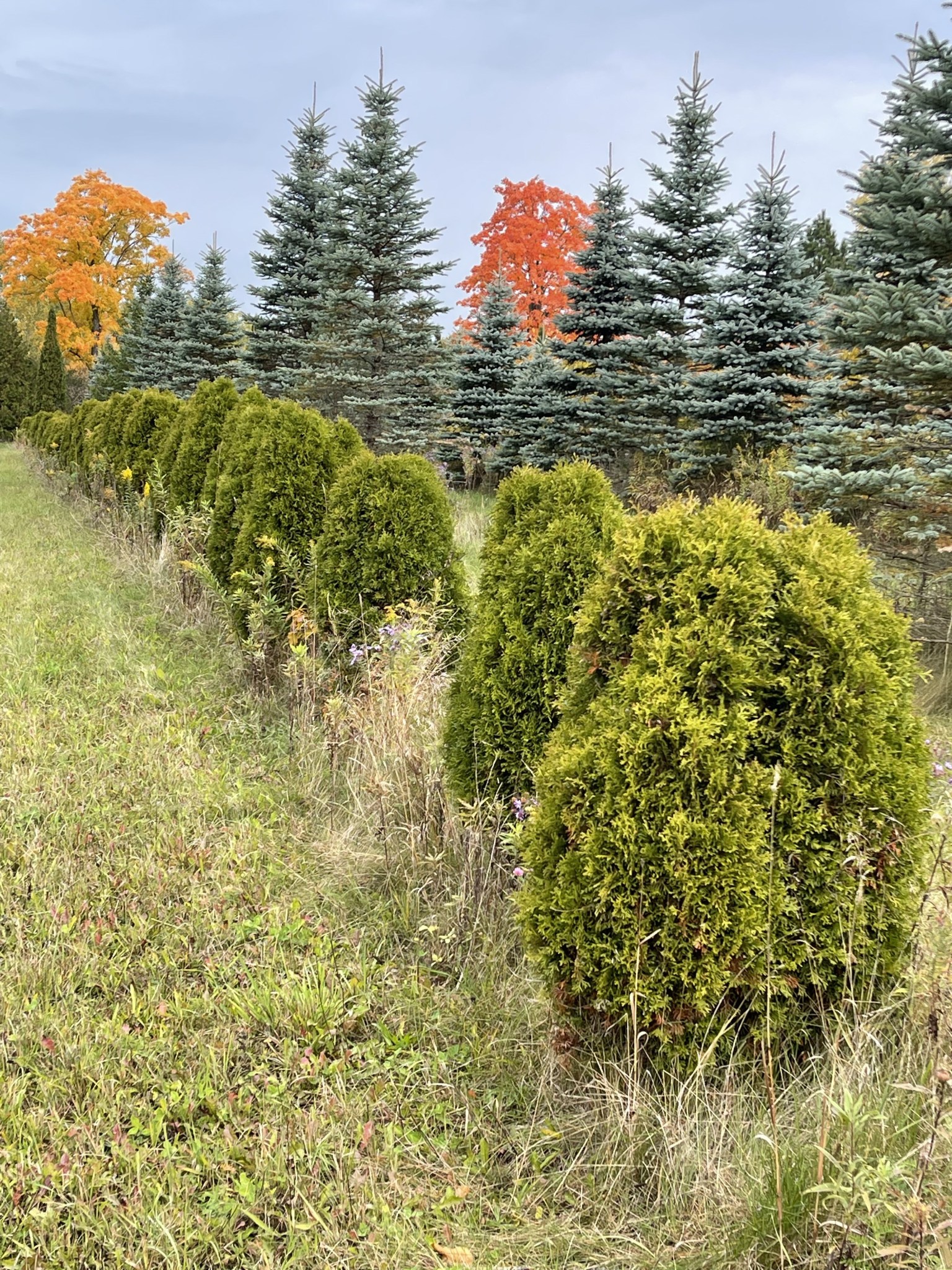 4′ Dwarf Pyramidal Cedars