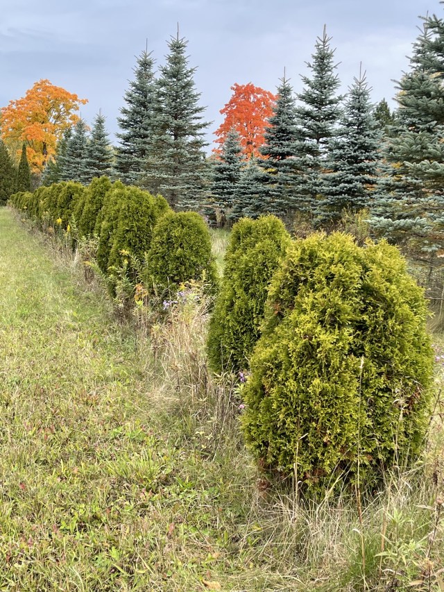 4′ Dwarf Pyramidal Cedars