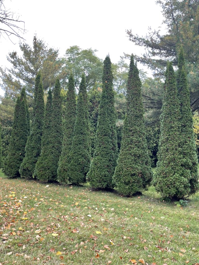 16′ – 20′ Emerald Cedars