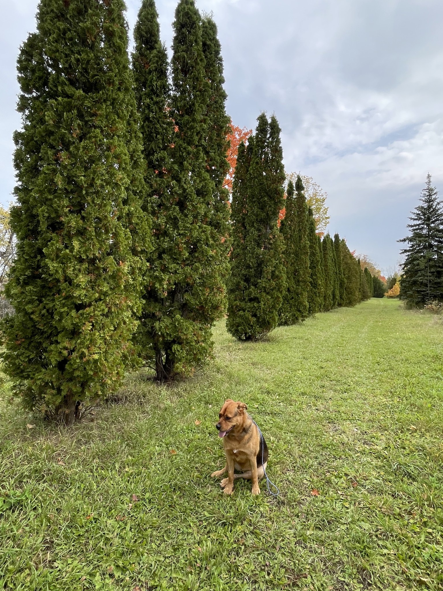 18′ – 22′ Pyramidal Cedars