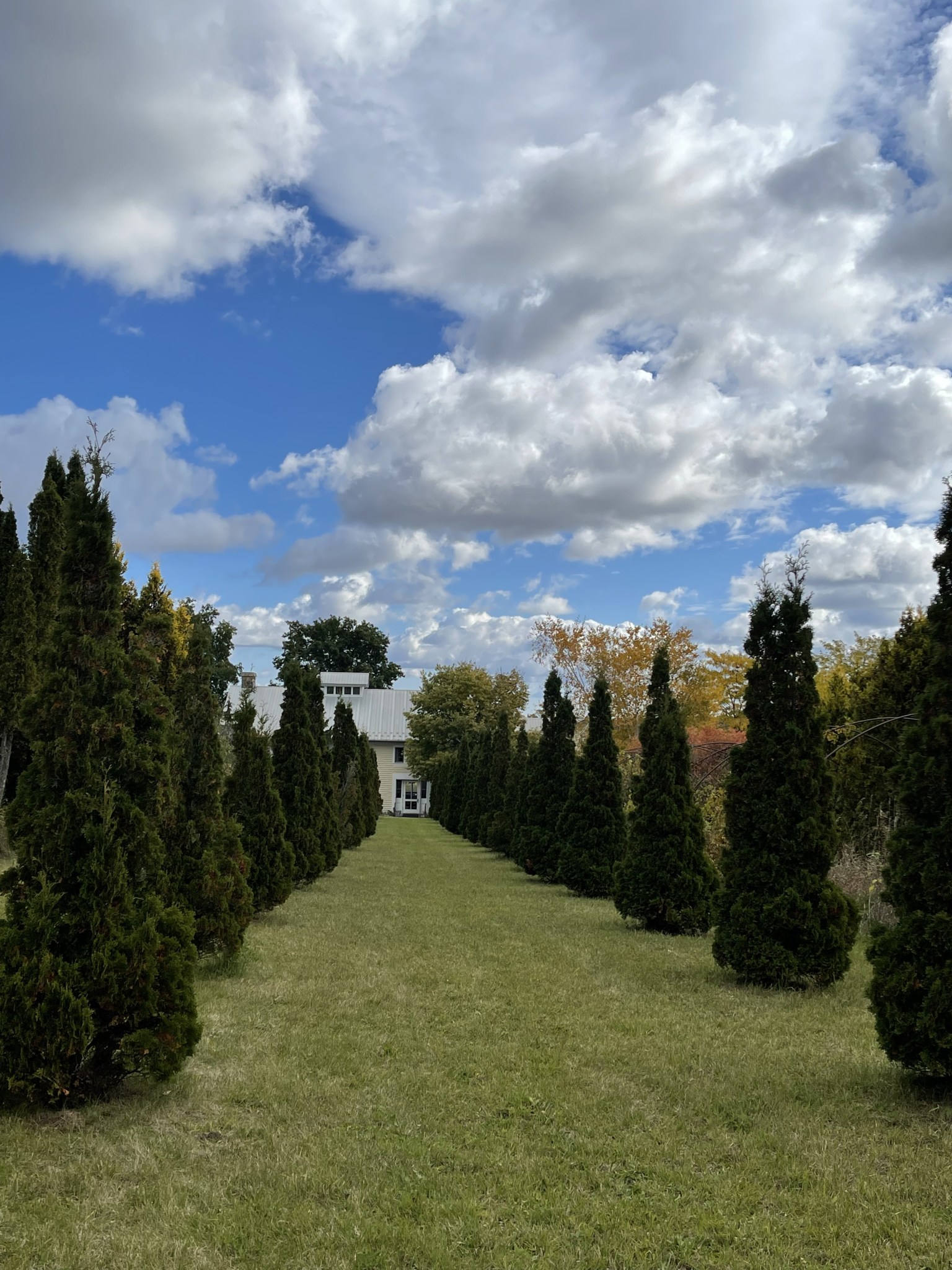 15′ Holmstrup Cedars