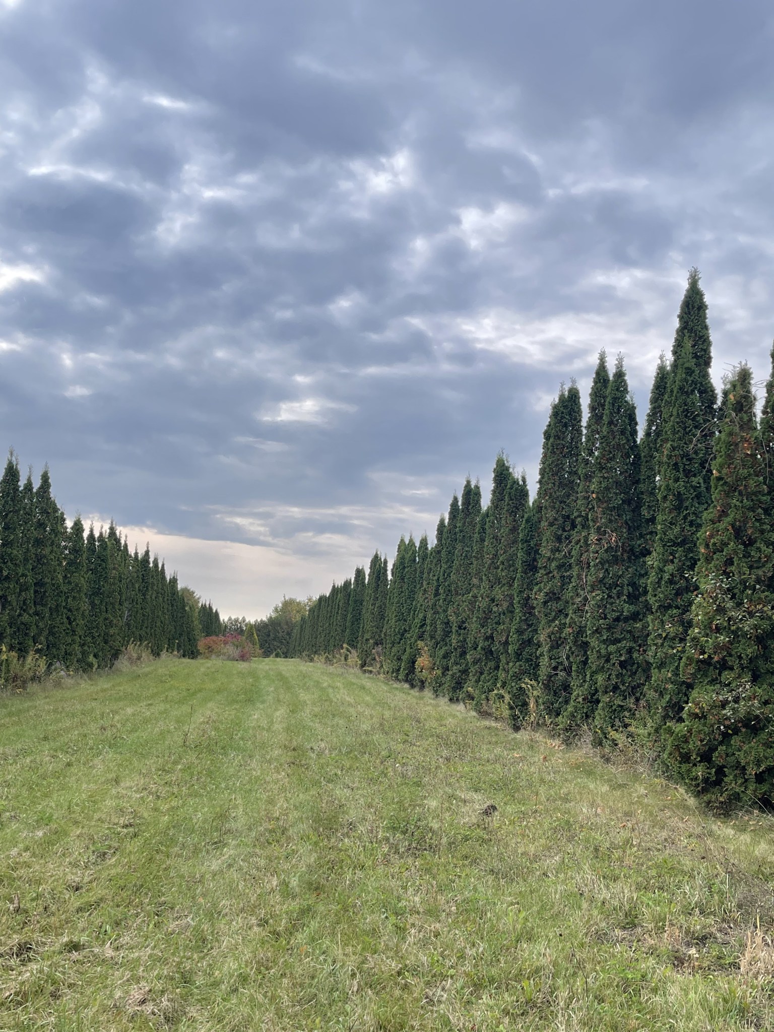 20′ Pyramidal Cedars