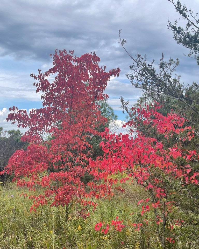 10′ – 15′ Tartarian Maples