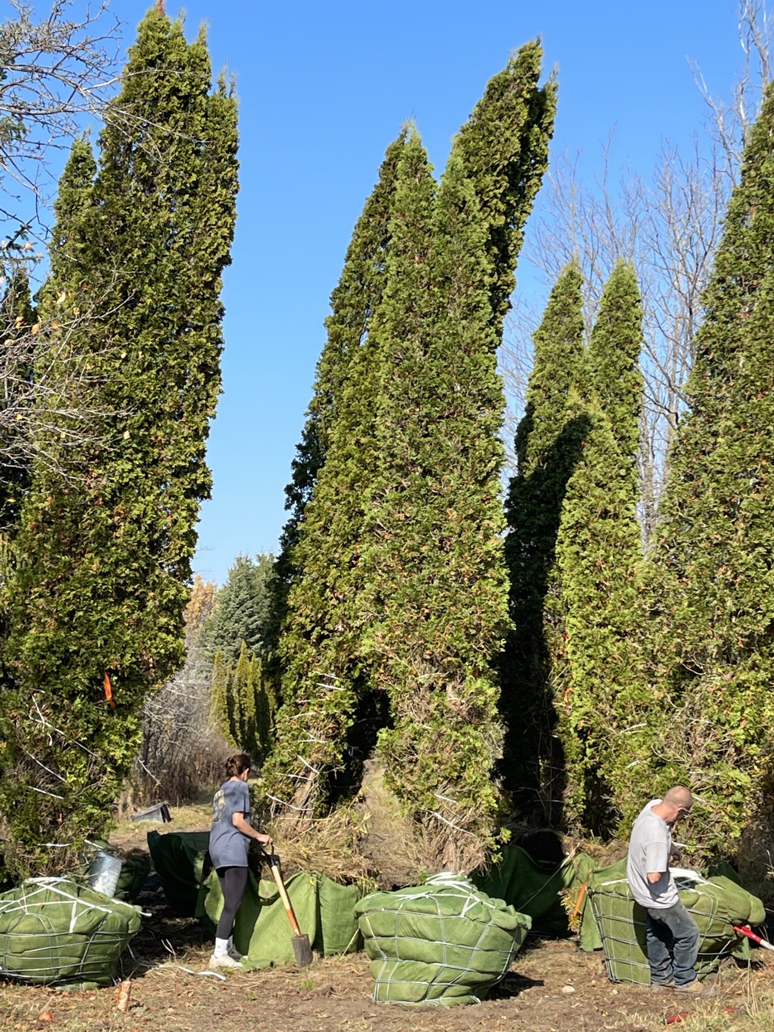 Yes… we have very large trees for sale