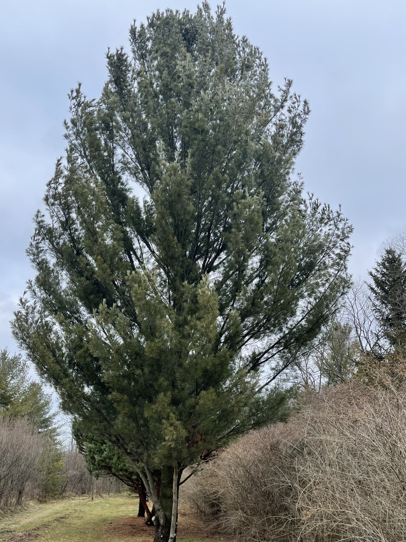 50′ Pyramidal White Pine