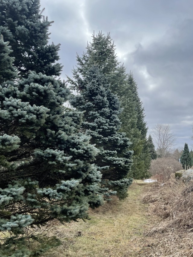 30′ Blue Spruce