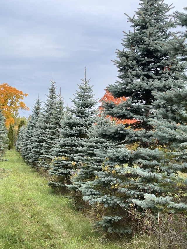 16′ – 20′ Blue Spruce
