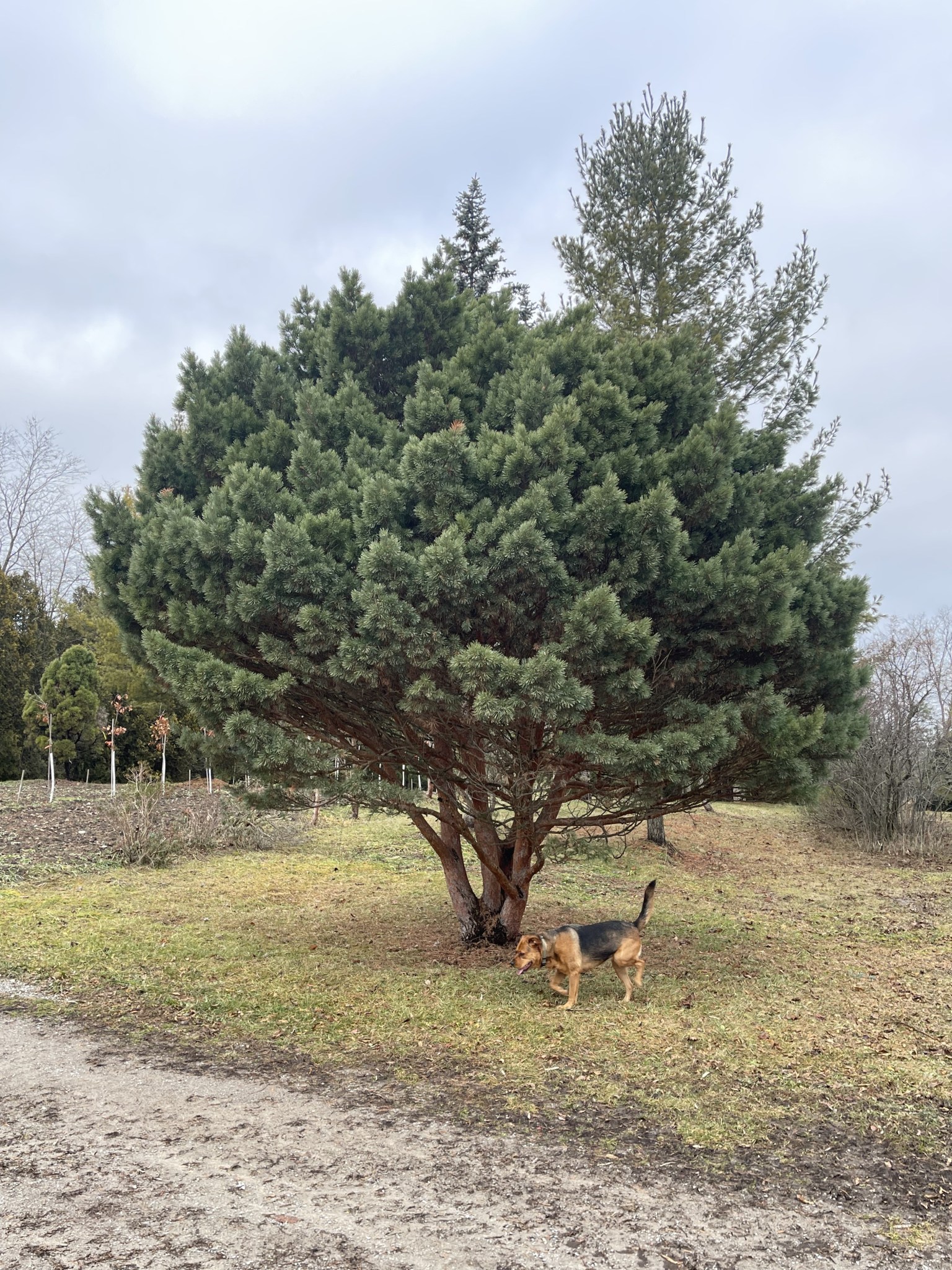 Rare 18′ Specimen Dwarf Scots Pine
