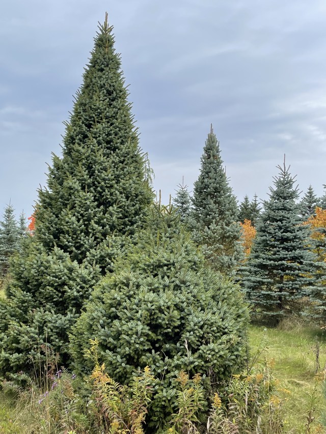 Dwarf Spruce and Fir